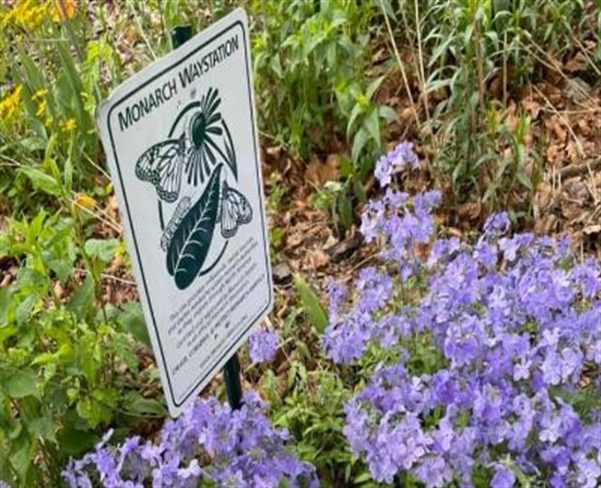 Native Plants for Montclair_3 Township of Montclair, NJ